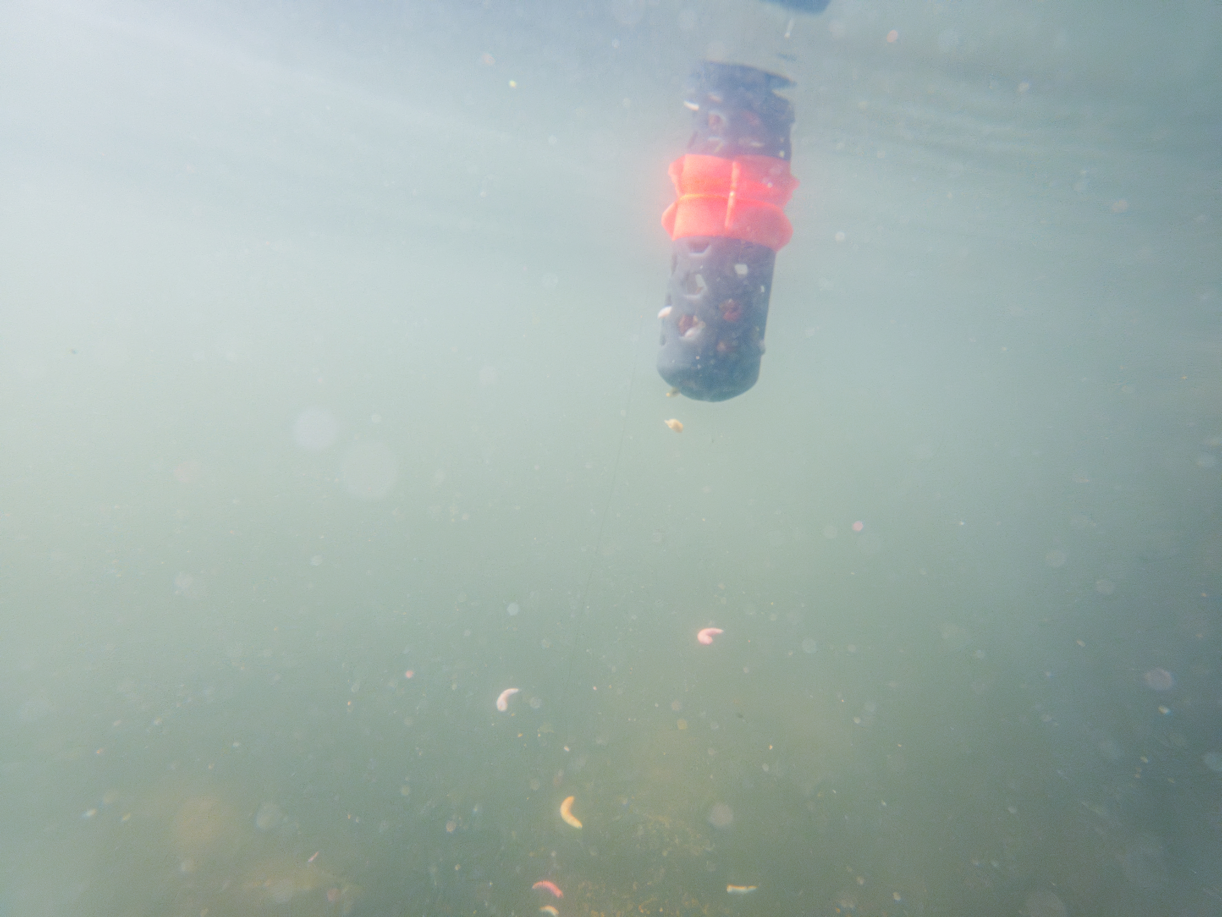 Floating Feeder | Fish For Everything